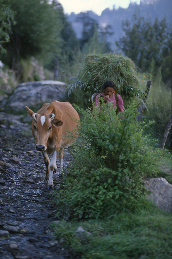 Photo of Manali in India (South Asia Photo Gallery)