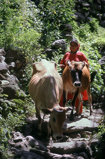 Photo of Manali in India (South Asia Photo Gallery)